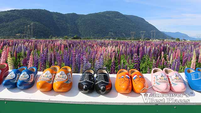 Lupins & Shoes at Lakeland Flowers | Vancouver's Best Places